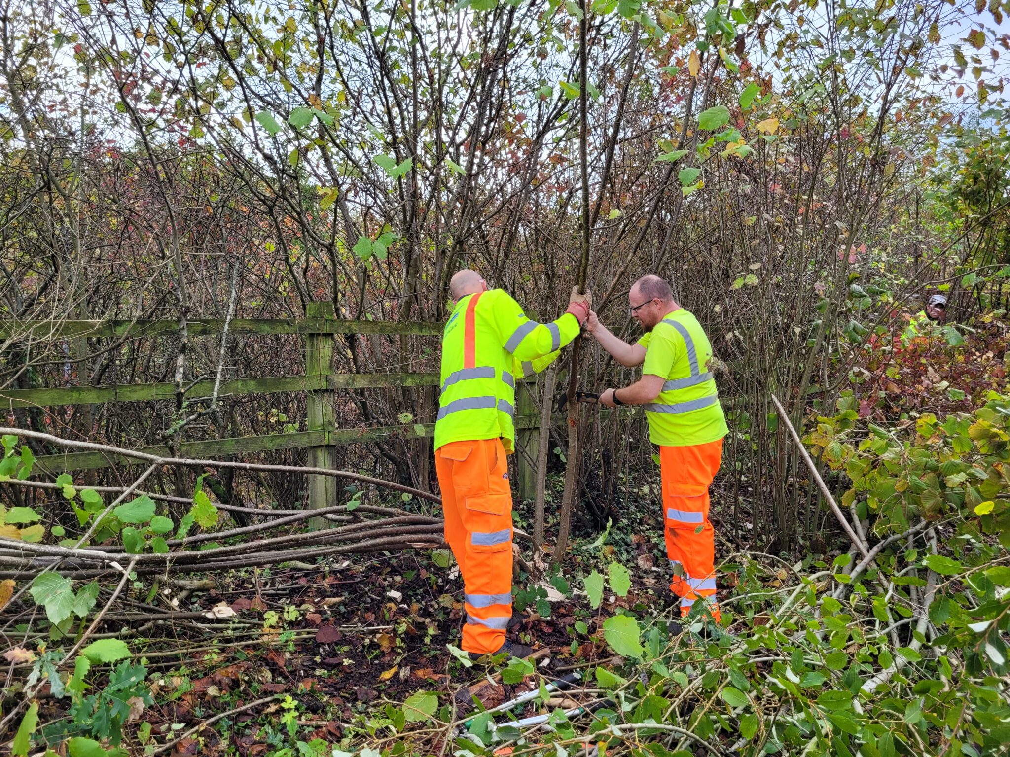 Hedgerow Heroes Highlights - CPRE Avon and Bristol