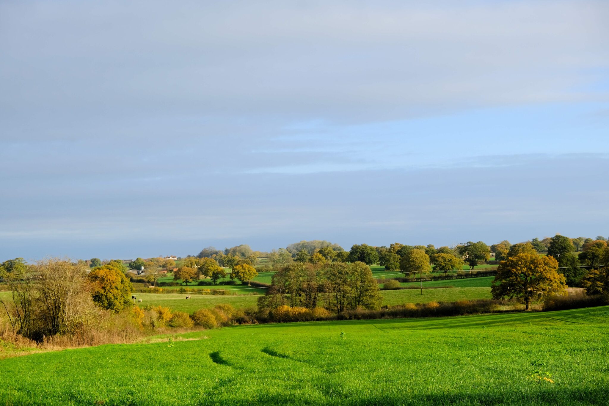 How to Manage Hedgerows on your Land - CPRE Avon and Bristol
